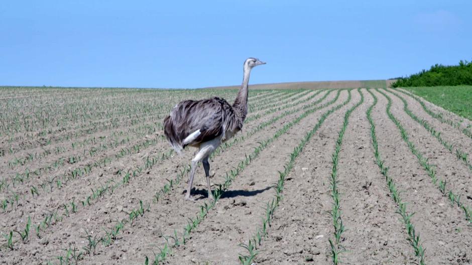 Greater Rheas spread their wings in Germany – DW – 12/06/2021