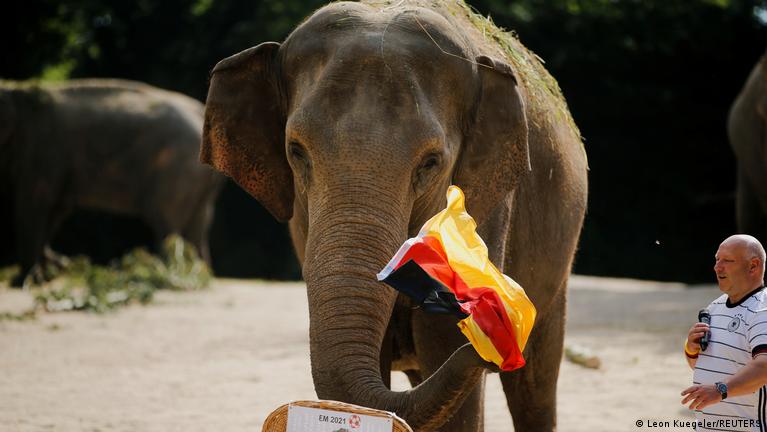 Euro 2020: Elephant oracle picks Germany over England