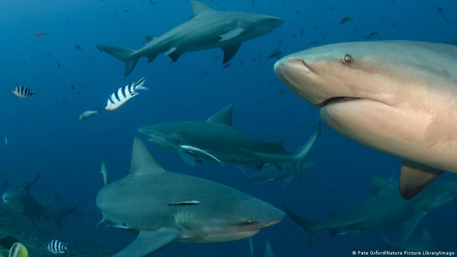 2 in 5 shark species threatened with extinction – DW – 09/04/2021