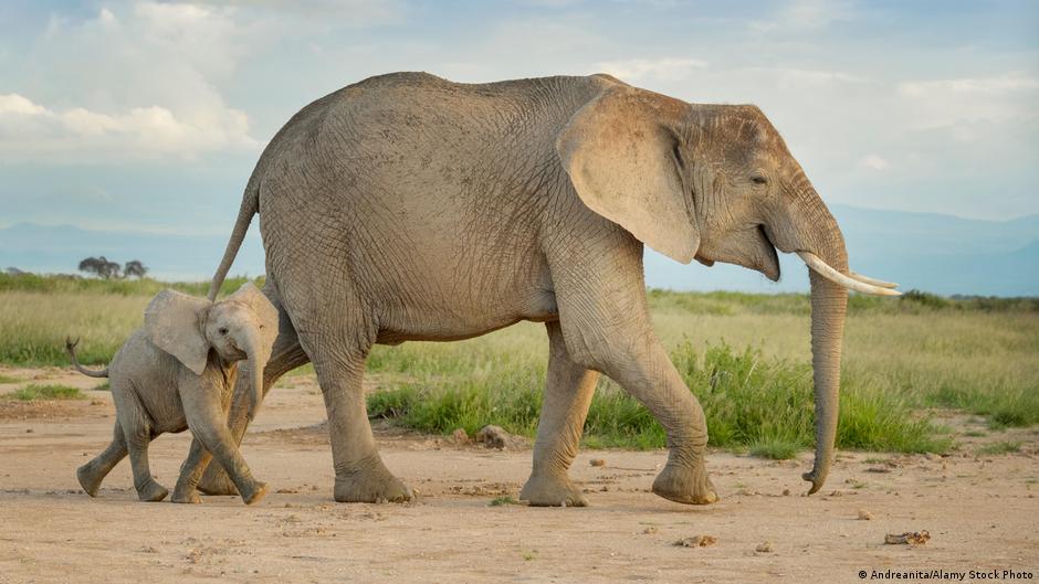 The beauty and horror of ivory art – DW – 07/20/2021