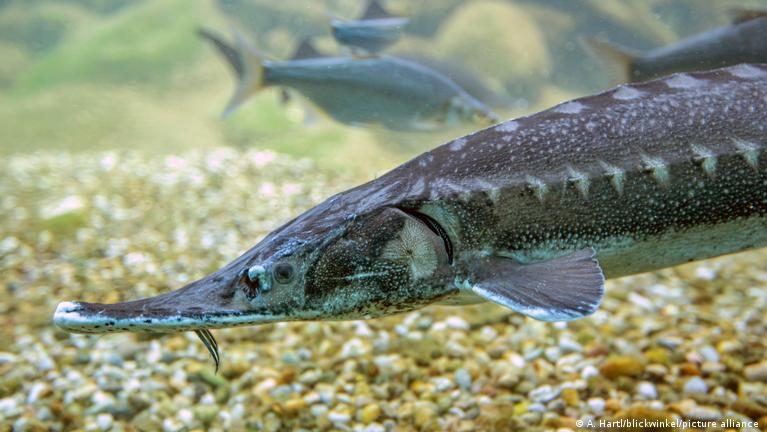 Georgia: Dams threaten rare sturgeon