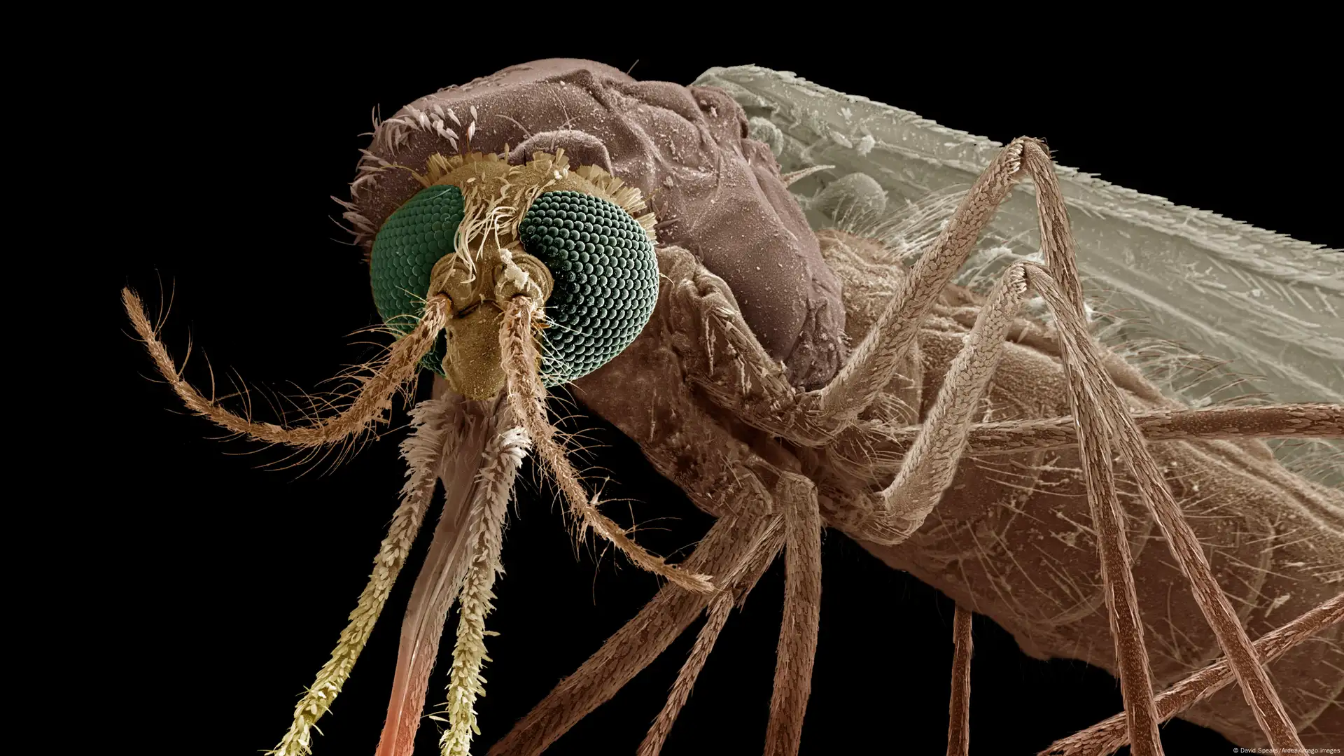 Dangerous mosquito store