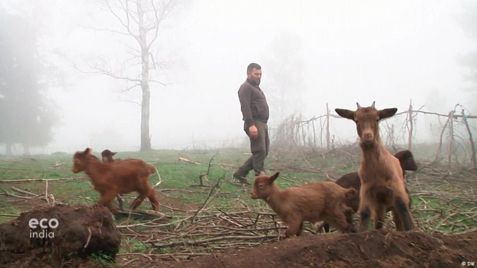 Using goats to prevent fires – DW – 08/20/2021