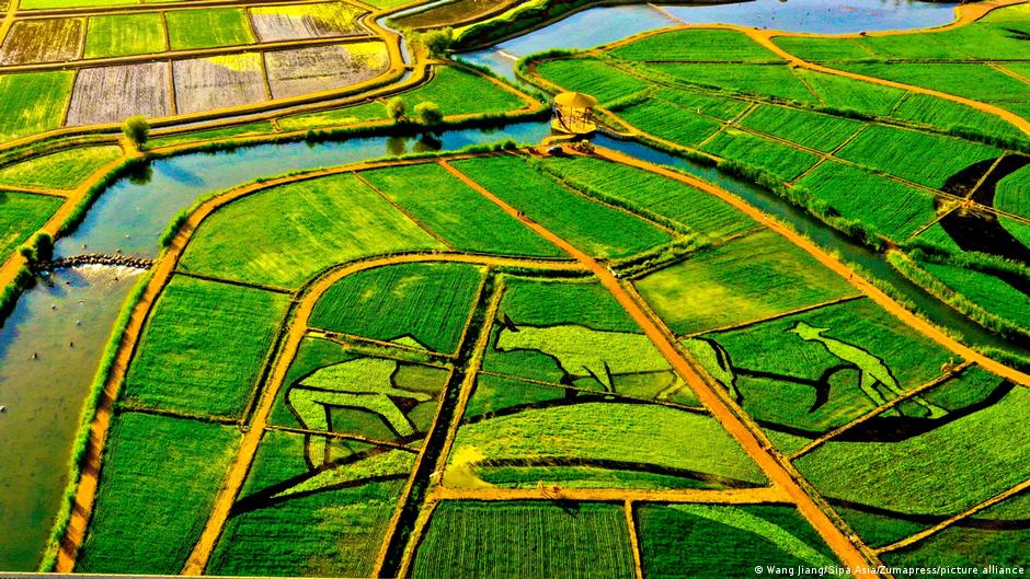 Art in a rice paddy – DW – 08/26/2021