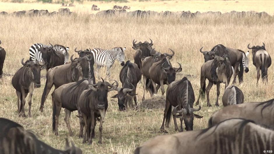 Kenya fires threaten wildlife migration – DW – 08/28/2021
