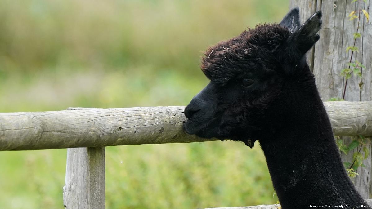 Geronimo the alpaca put down in England