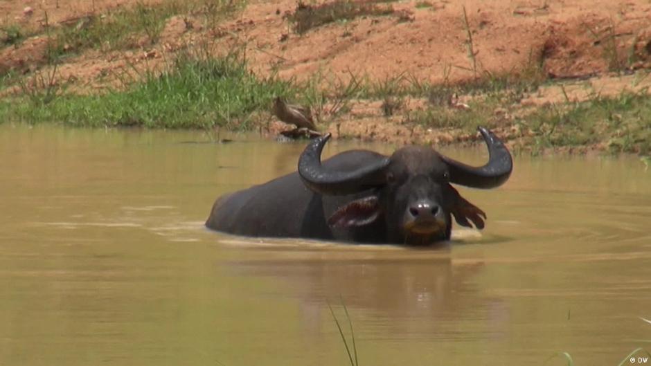 A safe home for India's wild buffaloes – DW – 09/03/2021