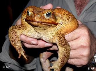 La bioinvasión y sus consecuencias