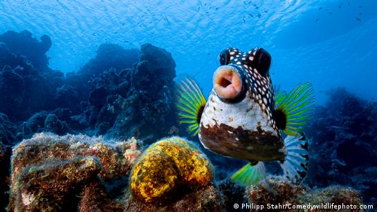 Funny creatures: Comedy Wildlife Photography winners – DW – 11/17/2021