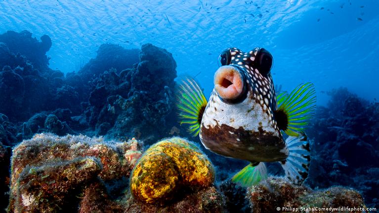Funny creatures: Comedy Wildlife Photography winners