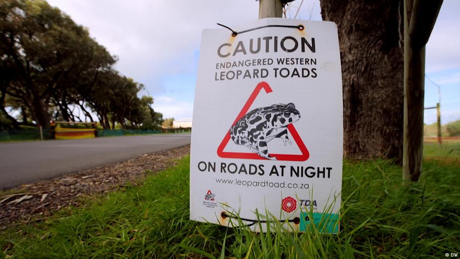 Saving toads with road crossings – DW – 09/10/2021