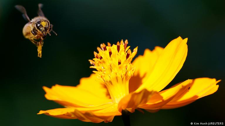 Helping bees and crops adapt to heat stress – DW – 09/23/2022