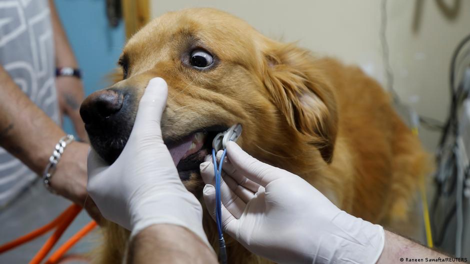 La rage, une maladie qui fait toujours des victimes – DW – 28/09/2021