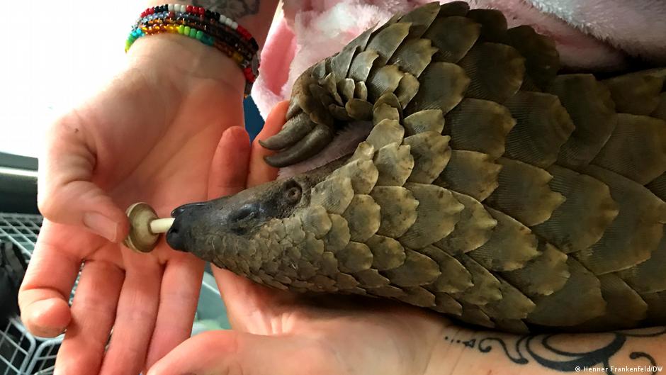 Pangolin poaching in South Africa – DW – 04/04/2022