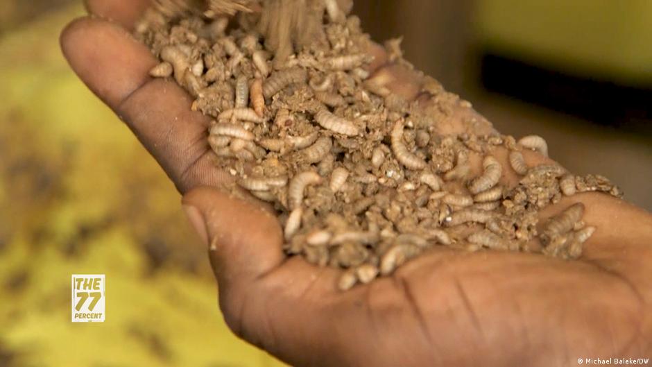 Maggot farming in Uganda – DW – 10/06/2021
