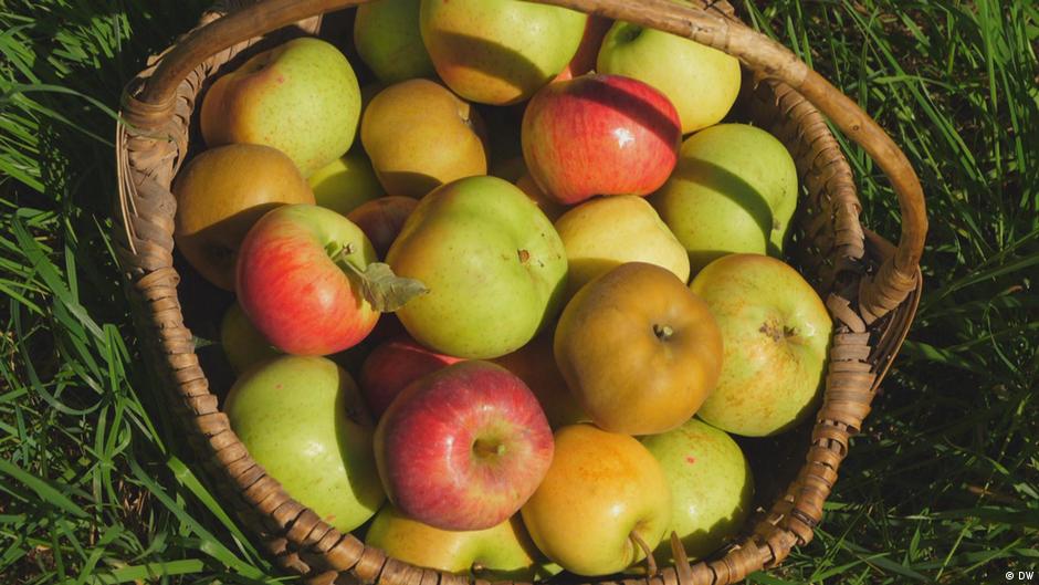 Tiempo de cosecha de manzanas en el Trentino – DW – 09/10/2021