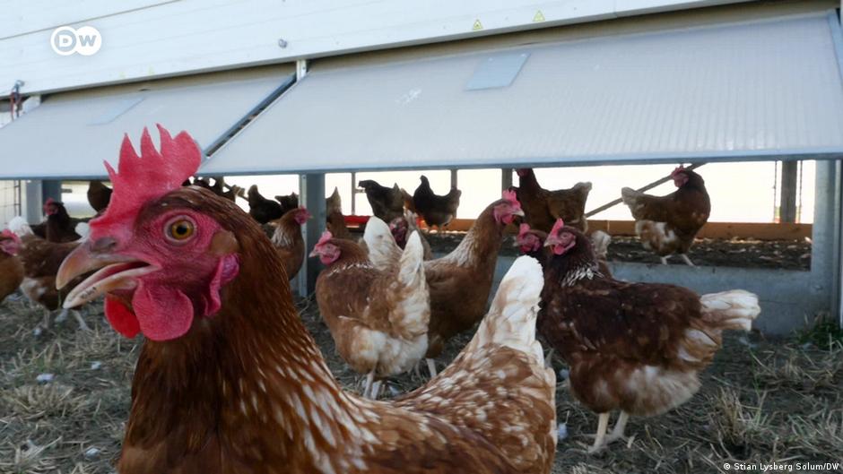 Germany: Increasing food production sustainably – DW – 10/15/2021