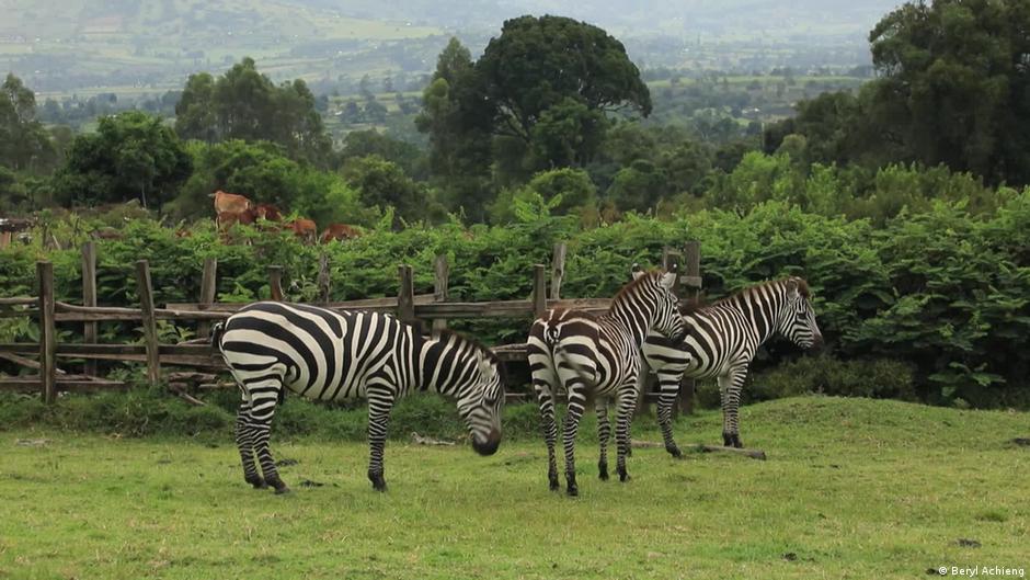Retired teacher decides to domesticate zebras in Kenya – DW – 10/20/2021