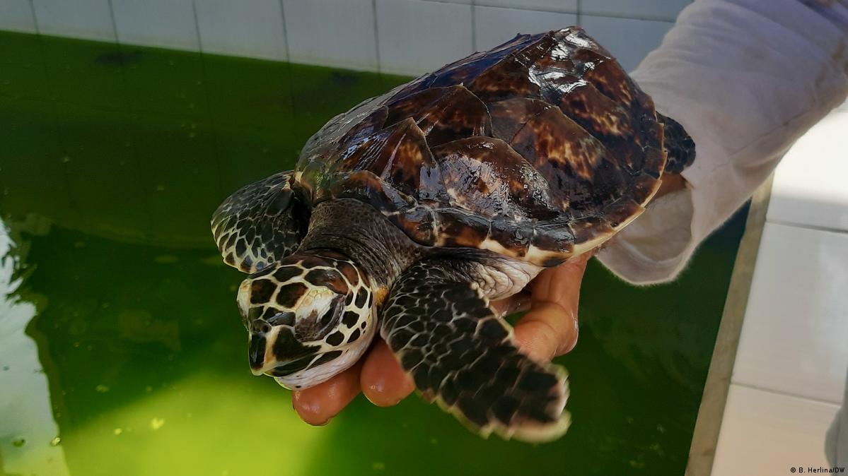 Penangkaran Penyu Selamatkan Nafkah Nelayan di Bengkulu – DW – 22.10.2021