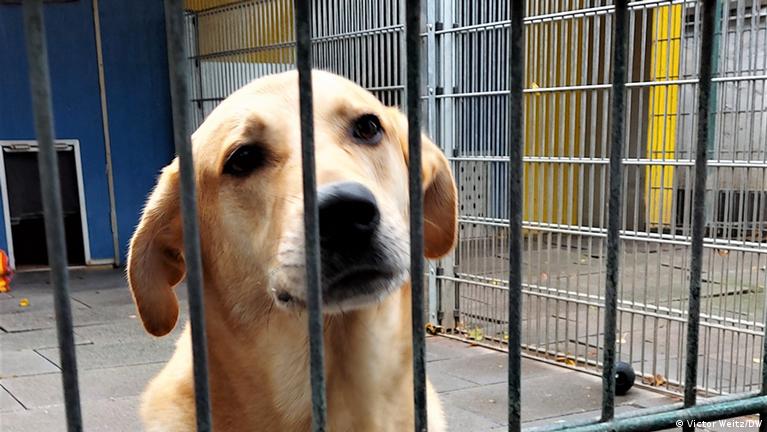 World Animal Day: Does Germany champion animal protection? – DW – 09/30 ...