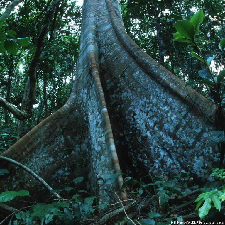 African Tropical Rainforest Trees