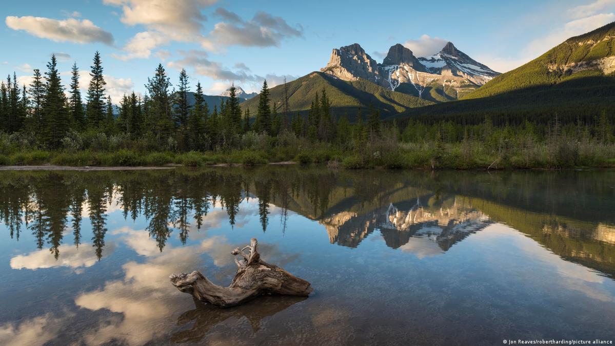 Tree census: How is India counting its trees? | GreenStories