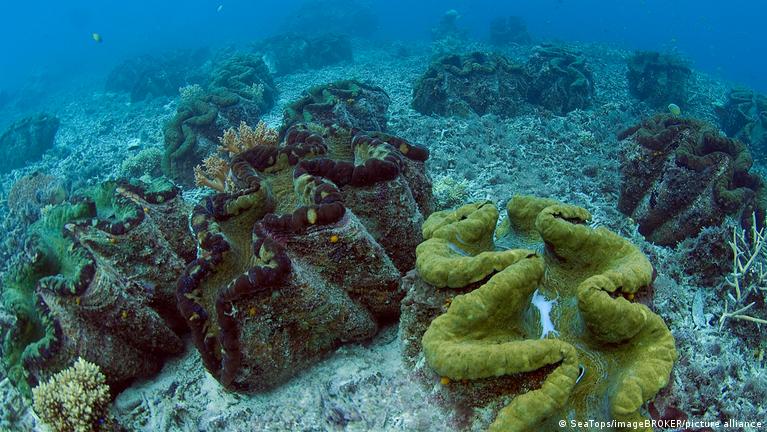 Germany: Travelers face fine for import of endangered clams – DW – 11 ...