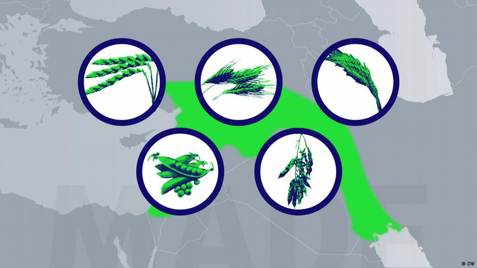 The history of seeds – DW – 11/16/2021