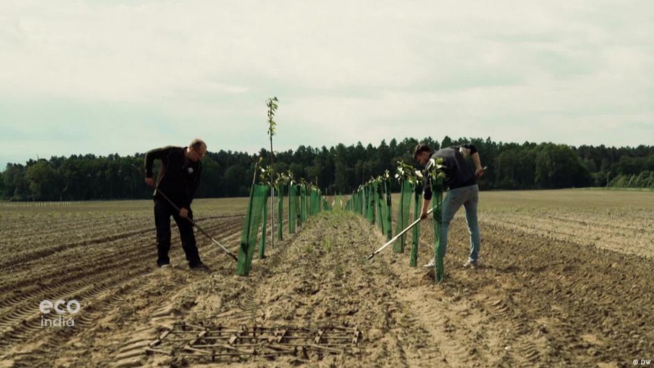 How trees help farming – DW – 11/18/2021