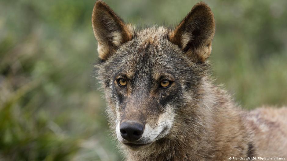 Spain - a wolf territory? – DW – 11/25/2021