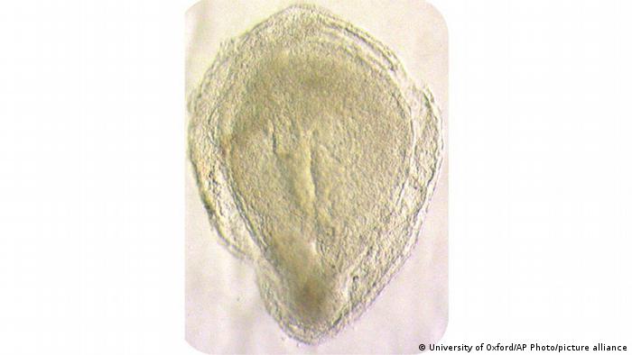 Científicos analizan por primera vez decisiva y misteriosa fase del ...