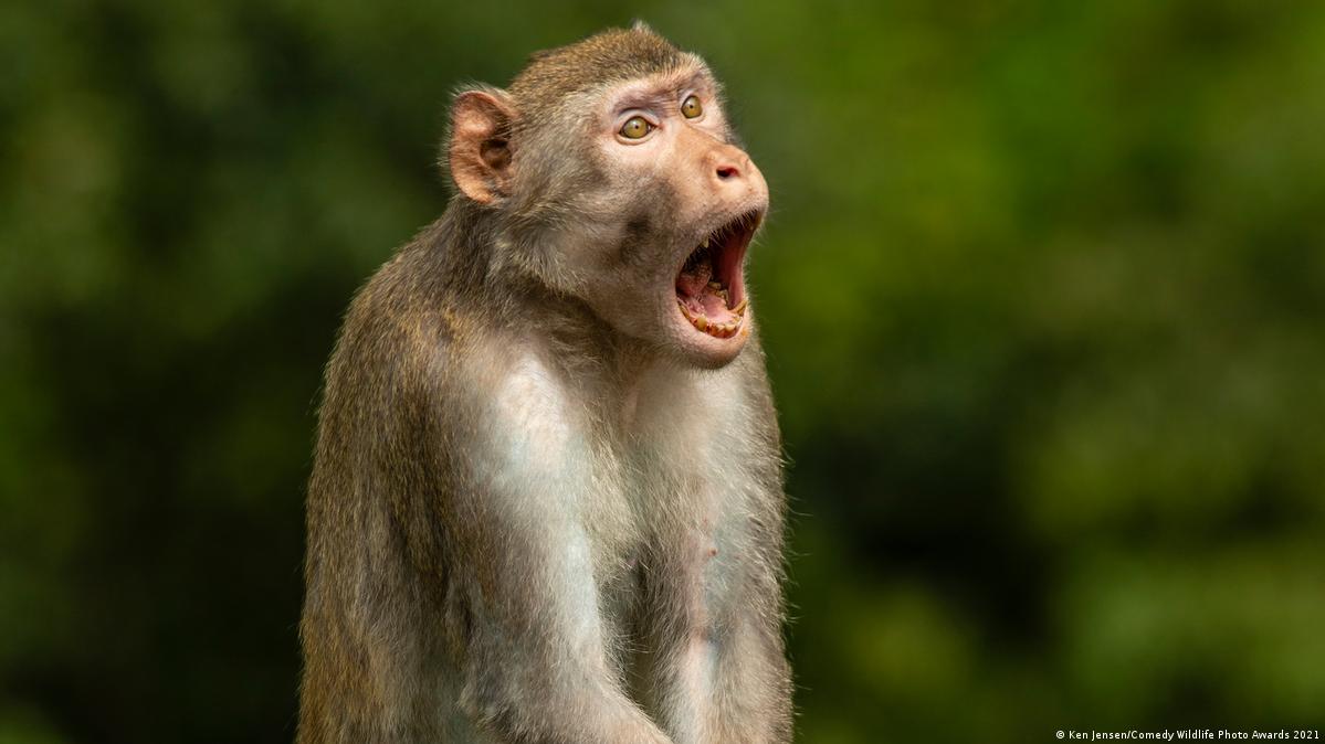 La dolorosa pose de un mono: la foto más graciosa del año de los Comedy ...