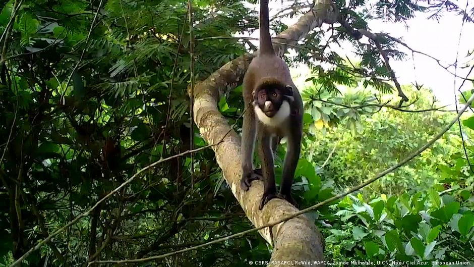 Looking for Miss Waldron's red colobus monkeys – DW – 04/14/2022
