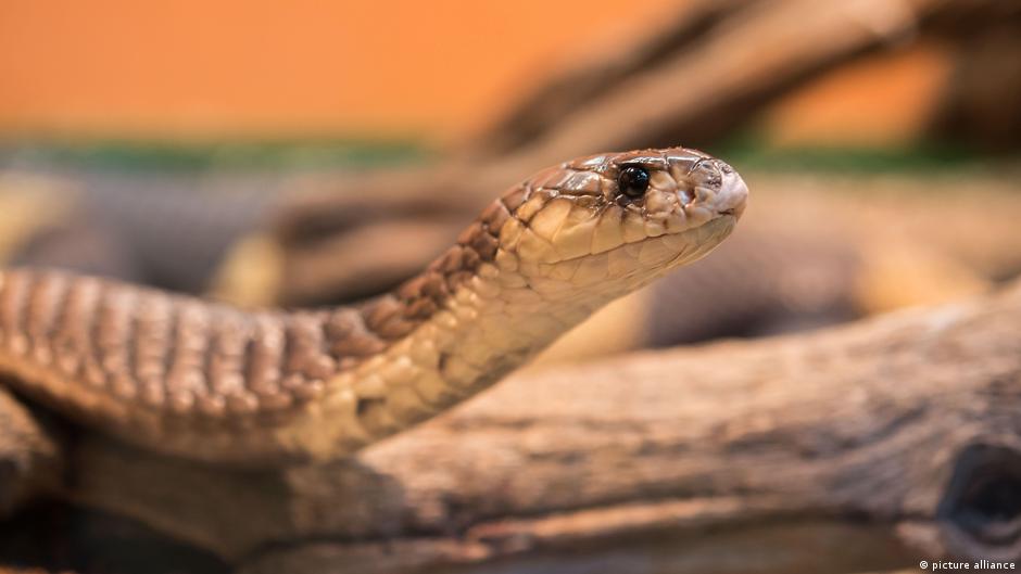 Snakes saved from witchcraft rituals in Kenya