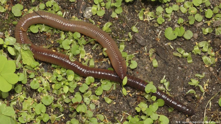 Worm-charming festival in UK lures the wild and the slimy – DW – 05/24/2024