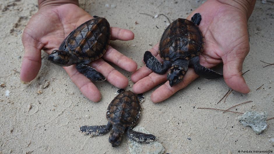 Menghidupkan Kembali Alam Pulau Sabira