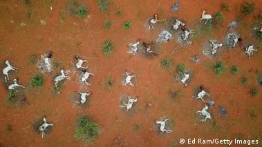 What to expect from the world's sixth mass extinction – DW – 01/11/2022