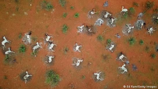 What to expect from the world's sixth mass extinction – DW – 01/11/2022