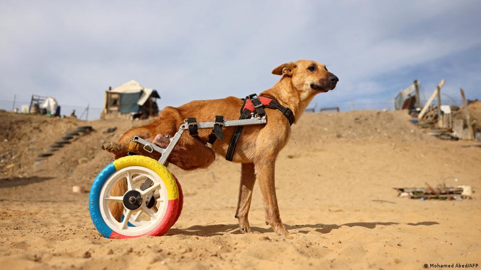 Help for Gaza's stray animals with disabilities – DW – 12/24/2021