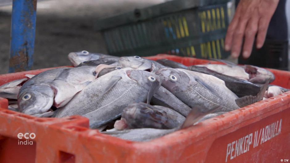 Abalobi – A sustainable fishing app – DW – 01/06/2022