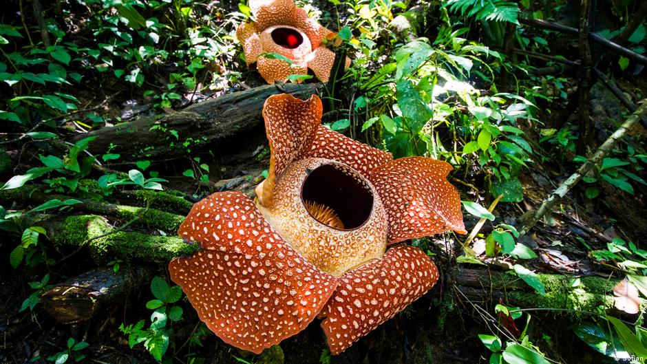 Mengenali Kembali Pesona Raflesia, Bunga Terbesar di Dunia – DW – 18.01 ...