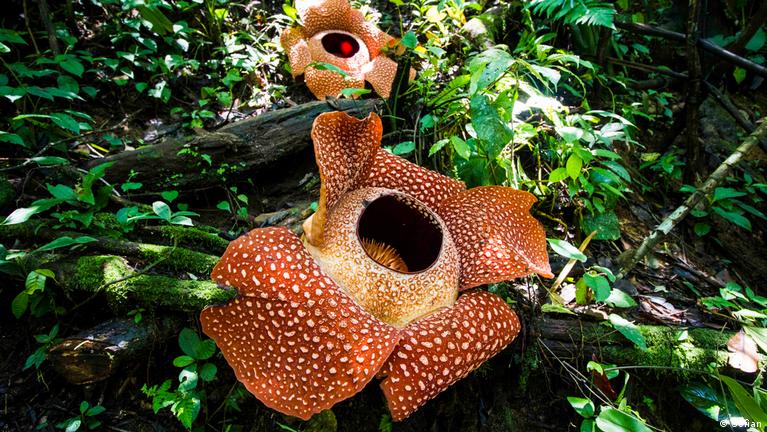 Mengenali Kembali Pesona Raflesia, Bunga Terbesar di Dunia – DW – 18.01 ...