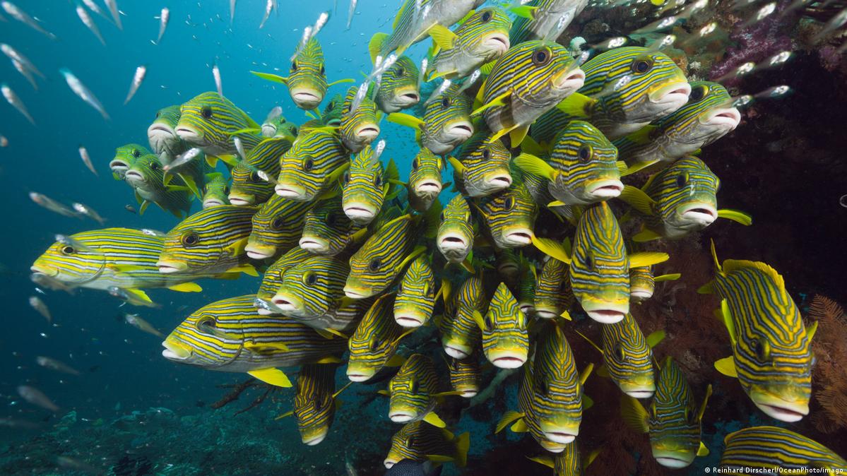 Lo que la empatía humana y la de los peces tienen en común