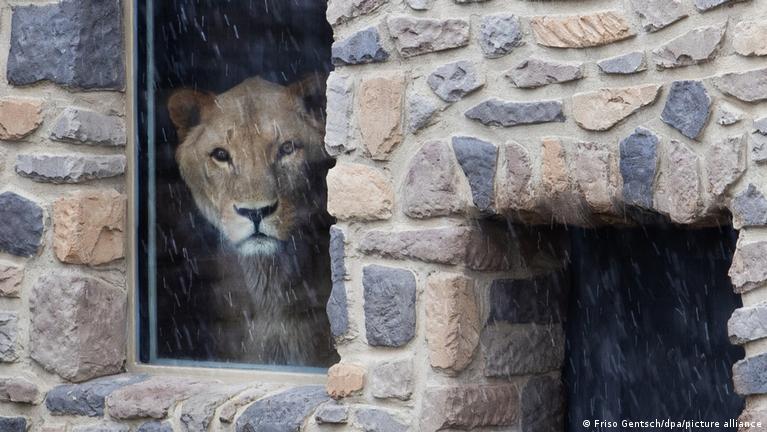 Lions, tigers, snakes: Wild animals in German households – DW – 07/21/2023