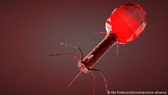 Bacteriophages: 'Good viruses' that fight bad bacteria – DW – 07/19/2023