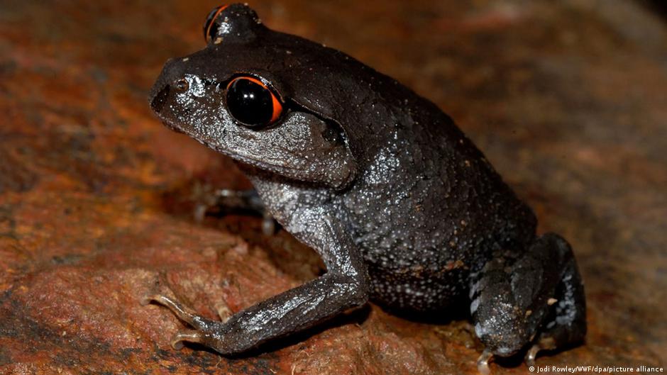 New species discovered in the Mekong region