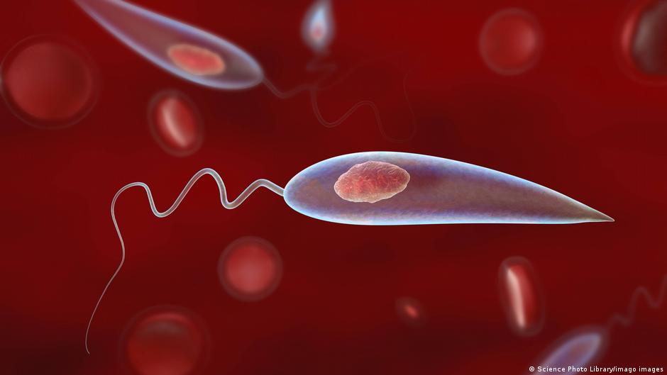 India on the verge of eliminating 'black fever' kala-azar