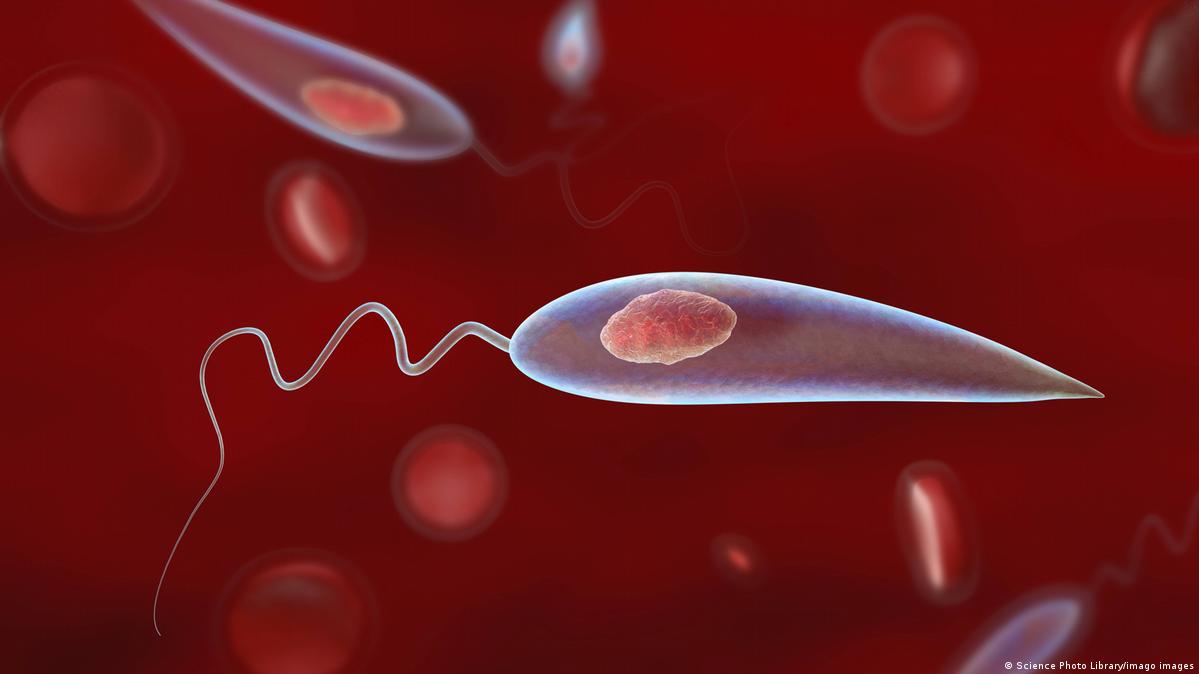 India on the verge of eliminating 'black fever' kala-azar – DW – 01/30/2024