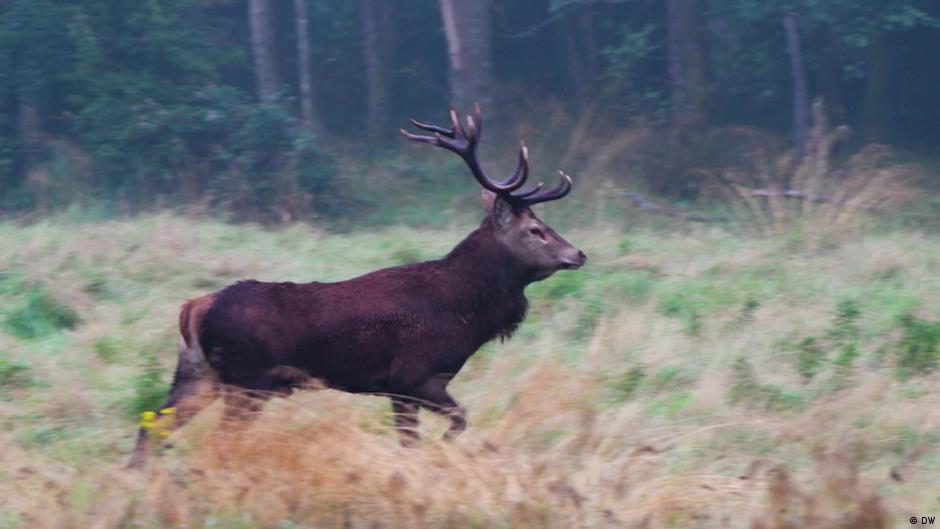 Rewilding a county estate in Ireland – DW – 02/03/2022