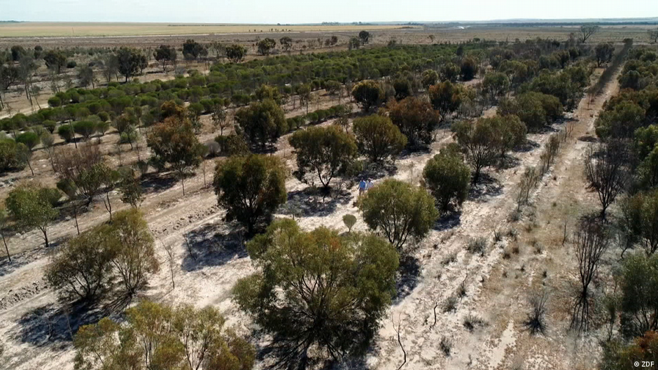 The billion tree plan – DW – 05/14/2022